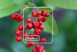 Microsoft Lobe, crea tu propio modelo de Machine Learning | Microsofters